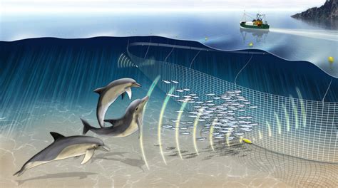 Acoustic Deterrent Prevent Cetacean Bycatch And Porpoise Bycatch