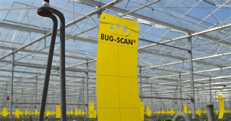 Nowadays Aphids Seem To Find Their Way Into Cucumber Crops In The