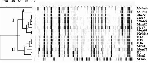 Aflp Dna Fingerprint Numerical Analysis Of Normalized Aflp Band