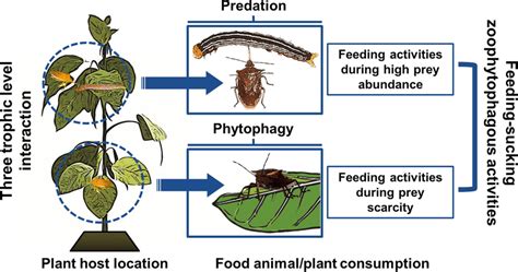 Trophic Level Activities