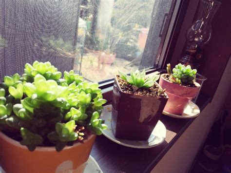多肉植物は室内でも育てられる？室内向きの種類を教えて！｜🍀greensnap（グリーンスナップ）