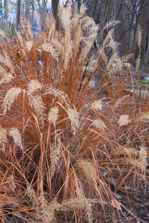 Buy Korean Feather Reed Grass Free Shipping Wilson Bros Gardens 3