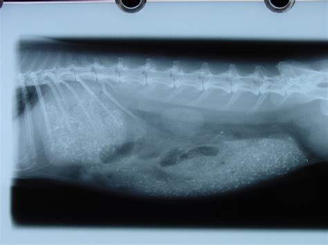 うさぎの異物 オークどうぶつ病院オークどうぶつ病院けやき福岡市犬猫エキゾチックの診察治療健康診断ペットホテル獣医師求人情報