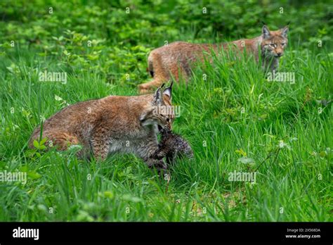 Two Hunting Young Eurasian Lynxes Lynx Lynx Walking With Caught Prey
