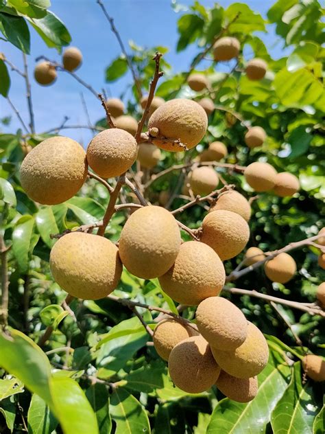 서 Longan 디모카푸스 롱간 용안 Pixabay의 무료 사진 Pixabay