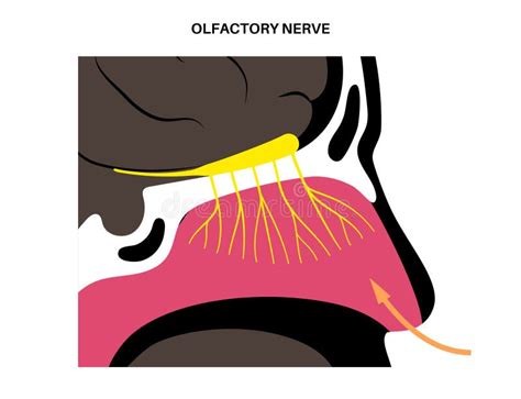 Olfactory Nerve Anatomy Stock Vector Illustration Of Brain 231106463