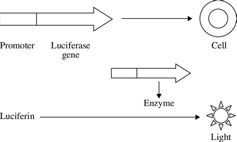 Bioluminescence Insights Ias Simplifying Upsc Ias Exam Preparation