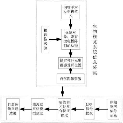 基于局部场电位幅值相位复合特征的自然图像重建方法与流程