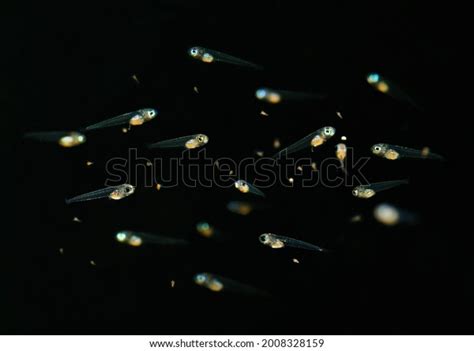 3 Artemia Nauplii Images, Stock Photos & Vectors | Shutterstock