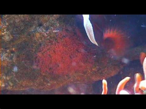 Tomato Clownfish Laying Eggs Youtube