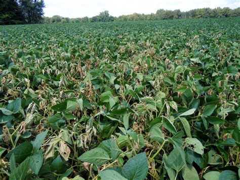 Unraveling The Surge Of Soybean White Mold Asmus Farm Supply Inc