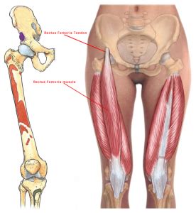 The Psoas Major And Rectus Femoris