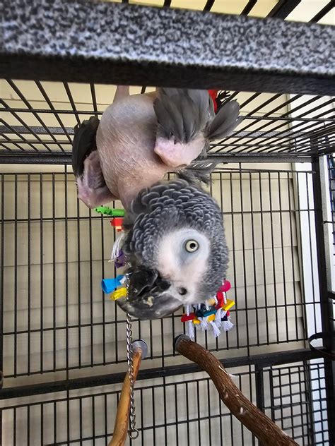 Our Cute Little Scooter Griffi The Dancing Cockatoo