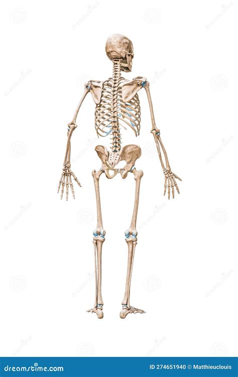 Back View Of Accurate Full Human Skeleton With Male Body 3d Rendering
