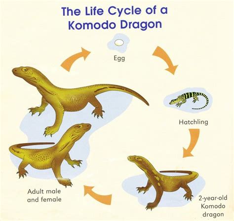 Life Cycle Of A Lizard Diagram