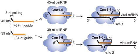 Rna Guided Rna Cleavage By A Crispr Rna Cas Protein Complex Pmc