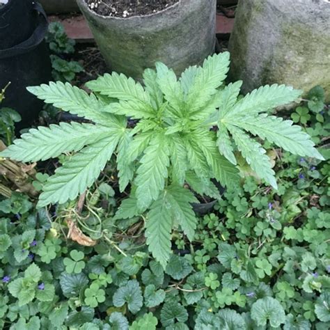 Using Cover Crops In Your Cannabis Garden 420 Grow Radar