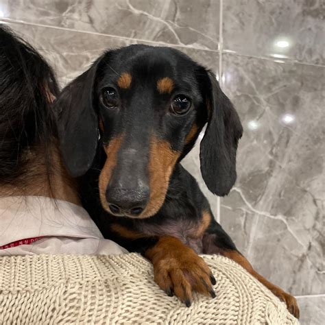 부산강아지무료분양 동래구강아지무료분양 부산닥스훈트무료분양 동래구닥스훈트무료분양 부산 2021 0573 닥스훈트 오공이 책임