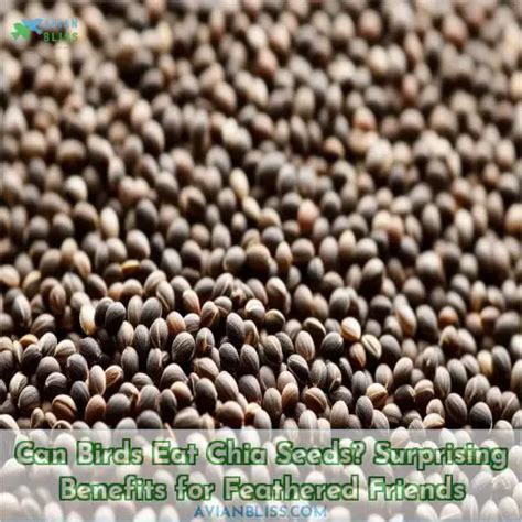 Can Birds Eat Chia Seeds Surprising Benefits For Feathered Friends