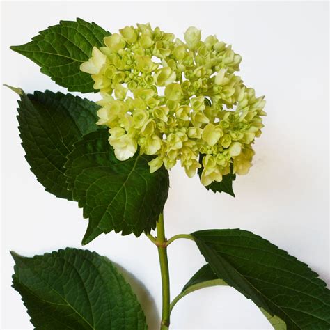Mini Green Hydrangea