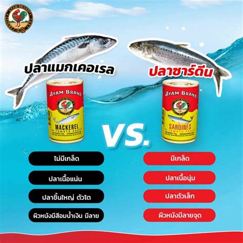เคยสงสัยไหม ว่าปลาแมกเคอเรลและปลาซาร์ดีน ต่างกันอย่างไร อะยัมมาไขข้อ