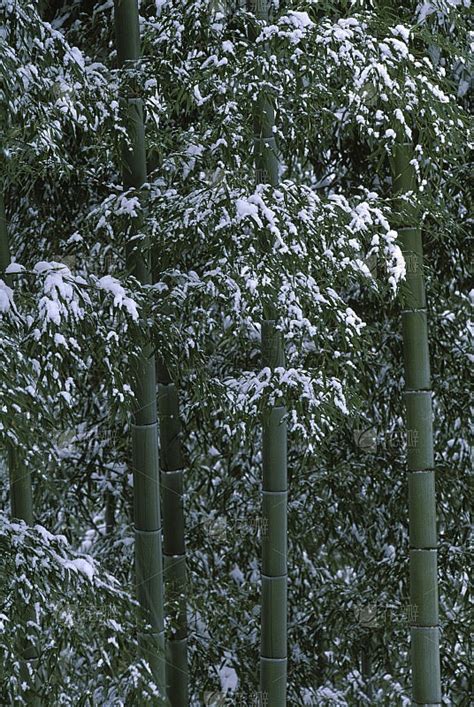 竹子和雪