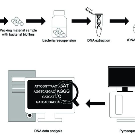 Tag Encoded Flx Amplicon Pyrosequencing Tefap Procedure Download Scientific Diagram