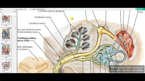 Facial Nerve In Ear 3 Youtube
