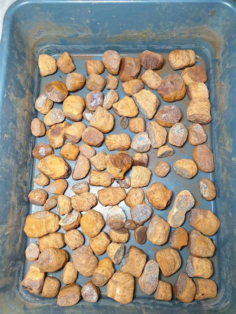 Opalised Worm Burrow Trace Fossil Polychaeta Annelida Fossil Id The