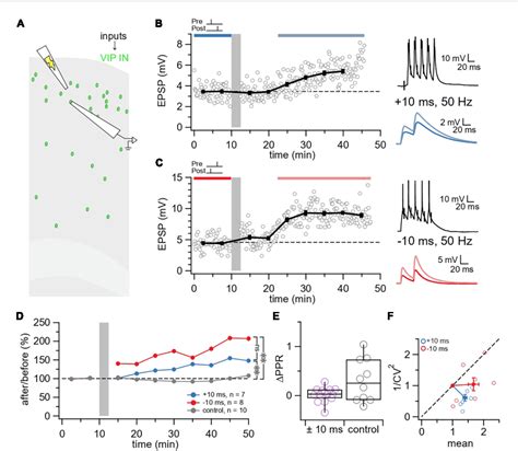 Figure 4 From The Spike Timing Dependent Plasticity Of Vip Interneurons
