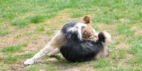 How Efficient Do Flea Collars Work What Are Side Effects
