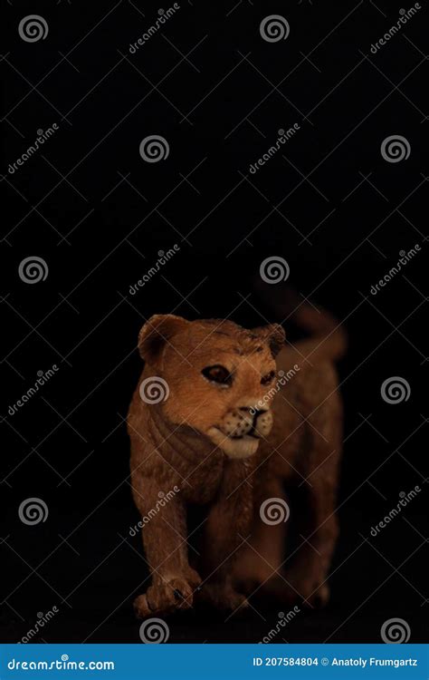 Portrai Of Cute Lionet Isolated On Black Background Horizontal Image