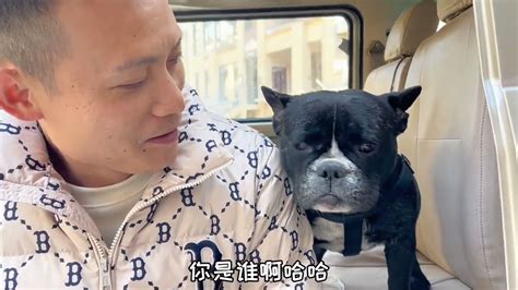小坨姐姐要去新家啦！就是之前收养流浪小法斗的主人，看小坨和小法斗第一次见面是怎么样呢一坨 Pets 罗威纳 罗威纳护卫犬