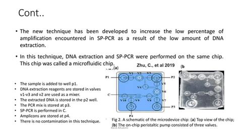 Solid Phase Pcr And Suicide Pcr Pdf Chemistry Science