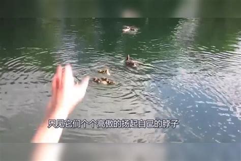 小鸭子游泳看起来优雅其实脚下慌成狗网友戳中笑点 游泳 网友