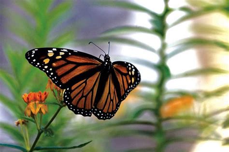 8 Ways You Can Help Save Monarch Butterflies Eco Save Earth
