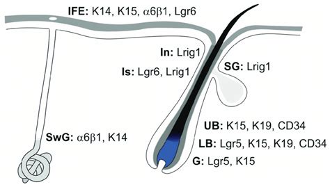 Heterogeneous Stem Cell Populations Residing In The Epidermis A