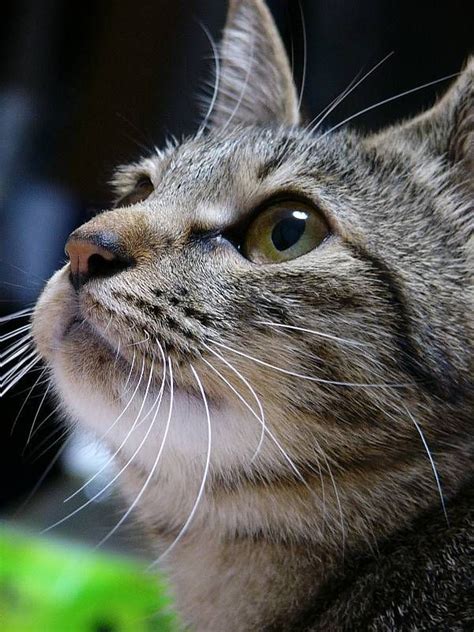 淡々とかっこいい猫の画像を貼るスレ ハムスター速報 Cats Cute cats and dogs Cat breeds