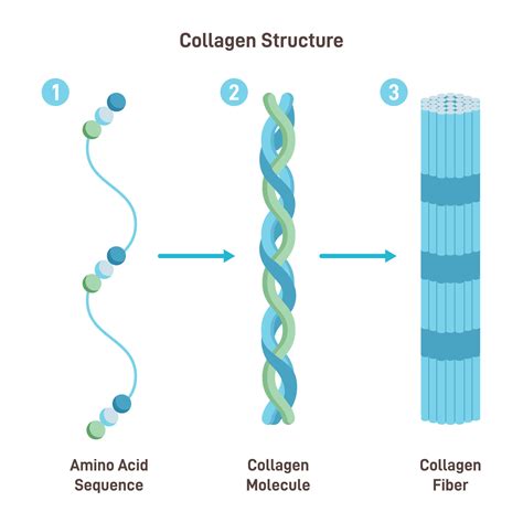 Collagen Structure Amino Acid Sequence Chain Form Three Polypeptides