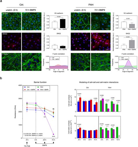 Repetitive Long Term BMP9 Stimulation Pushes The PAH Lung