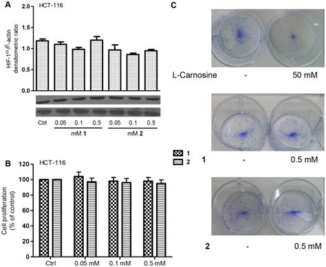 A Western Blotting Analysis Of The Total Protein Extracts From