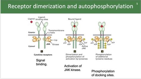 bio 2b03 module 6 cell signalling flashcards quizlet