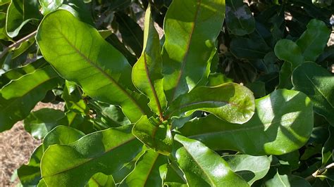 Macadamia Nuts Adventure Growing Harvesting And Roasting