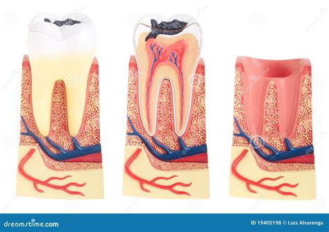 De Anatomie Van De Tand Stock Illustratie Illustration Of Inzameling