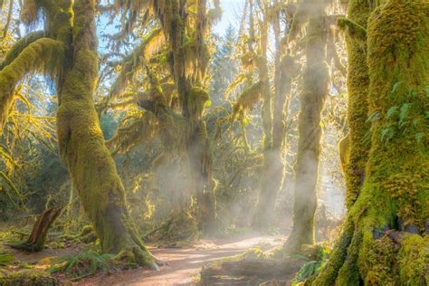 Misty Moss Gardens Of Hall Of Mosses Washington Touristsecrets