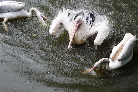 飞鸟素材 飞鸟模板 飞鸟图片免费下载 设图网