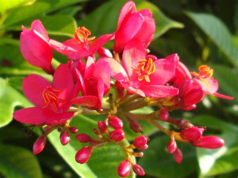 Първа Пролет Картички с Цветя Честита Първа Пролет