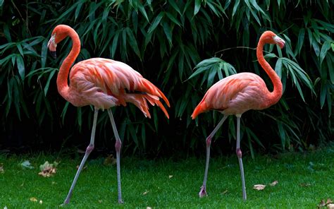 Flamingo Wallpaper 54 Images