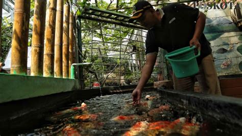 Tempat Pembuangan Sampah Disulap Jadi Taman Perkebunan Warga Poskota