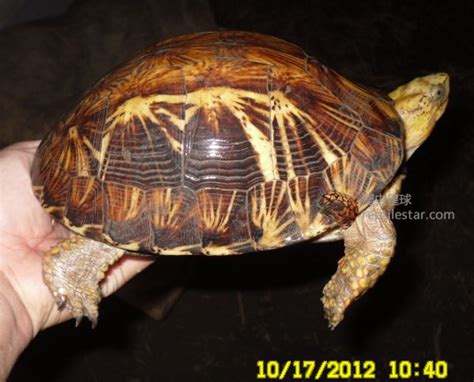 美图 震撼心灵的美额【黄额闭壳龟】part1 Reptilestar